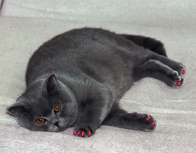 Astuces pour éduquer son chat qui griffe partout - Éduchateur - les ...